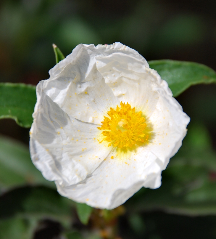 Gerald Brenan (1894-1987) – Momentos